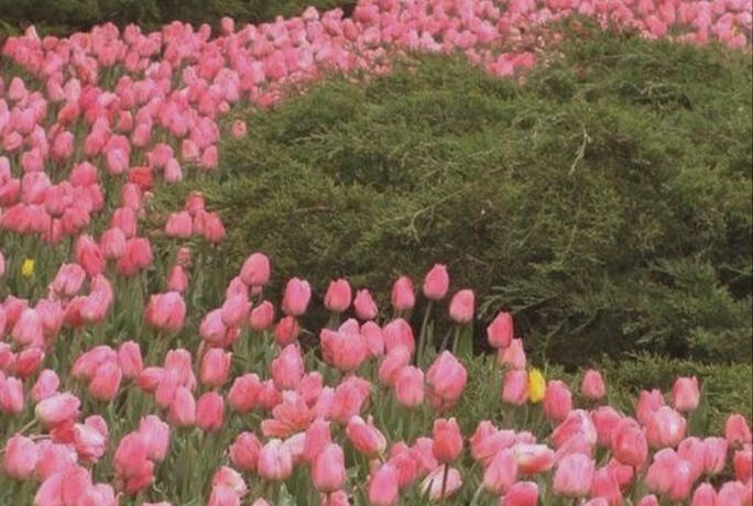 sienna core 🌷🌱🦩